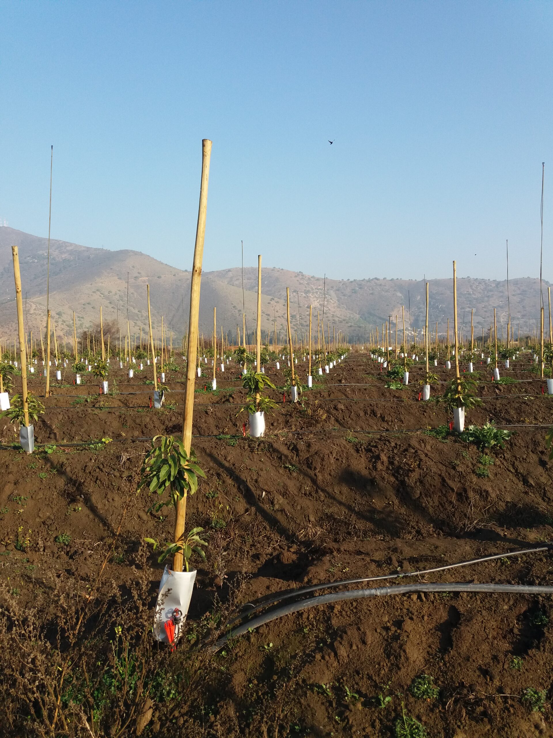 Plantación de Paltos, factores a considerar (Parte 2). – Consultas ...
